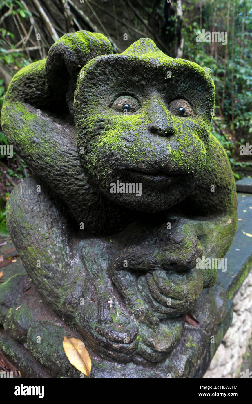 Jungle creepers trees hi-res stock photography and images - Alamy