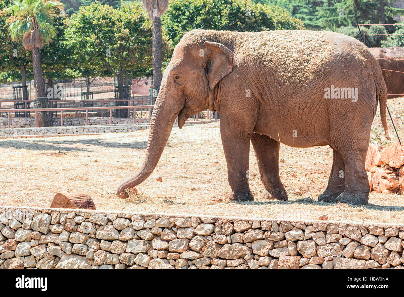 elephant eats the straw Stock Photo - Alamy