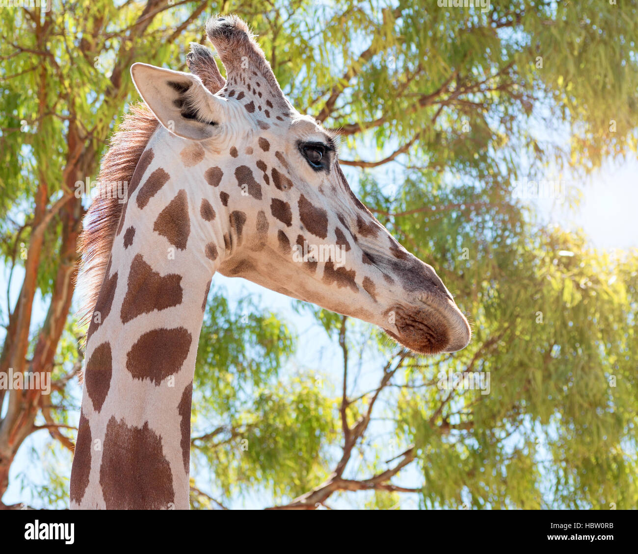 Giraffe and sun High Resolution Stock Photography and Images - Alamy