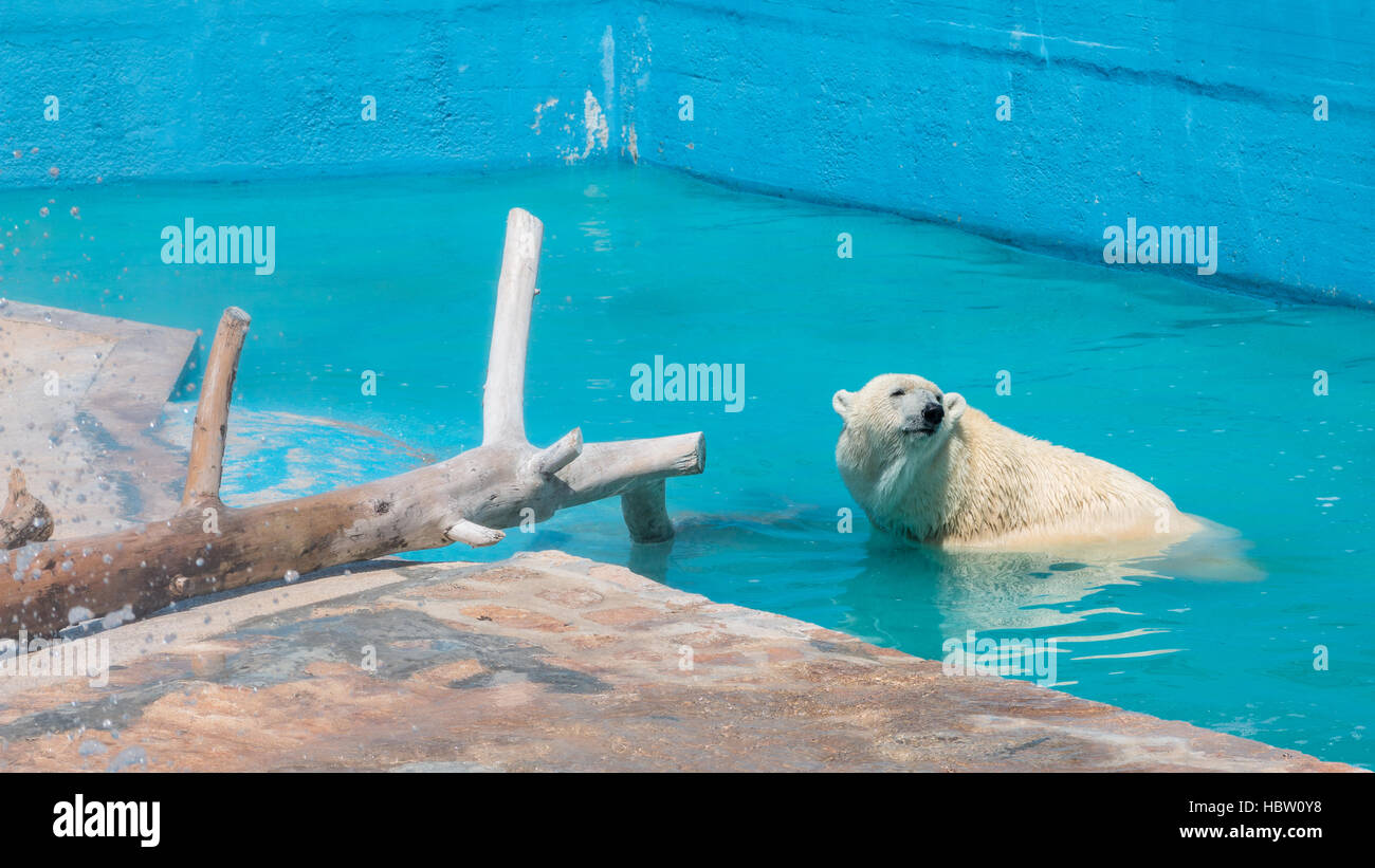 polar bear swims in the pool Stock Photo - Alamy