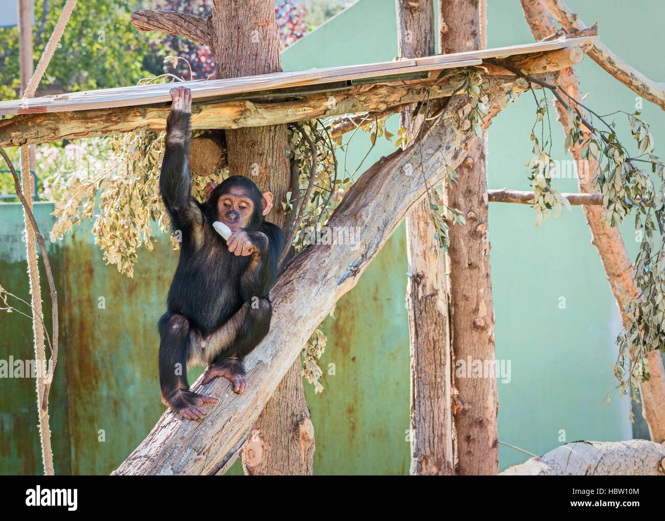 monkey play on trees Stock Photo - Alamy