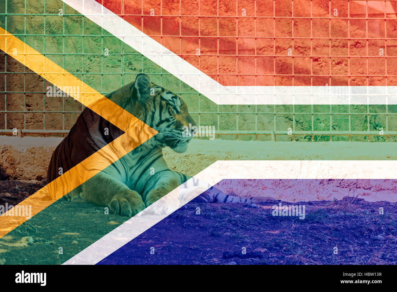 tiger in Africa flag Stock Photo - Alamy