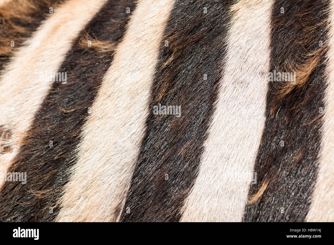 detail of zebra fur Stock Photo - Alamy