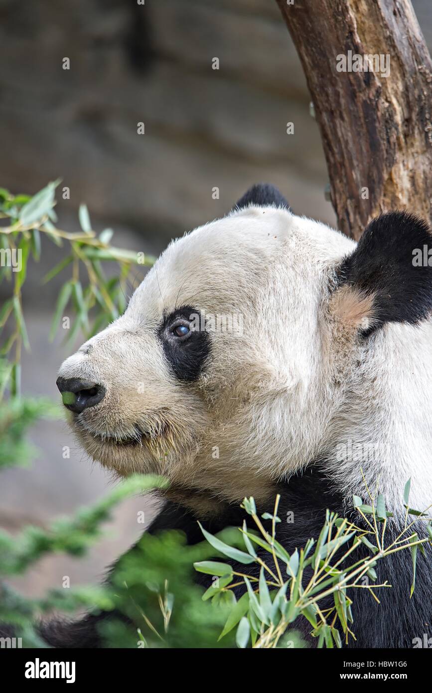Panda eat eating food hungry hi-res stock photography and images - Alamy