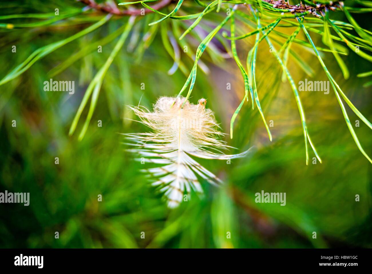 spruce pine branch with trapped feather Stock Photo - Alamy