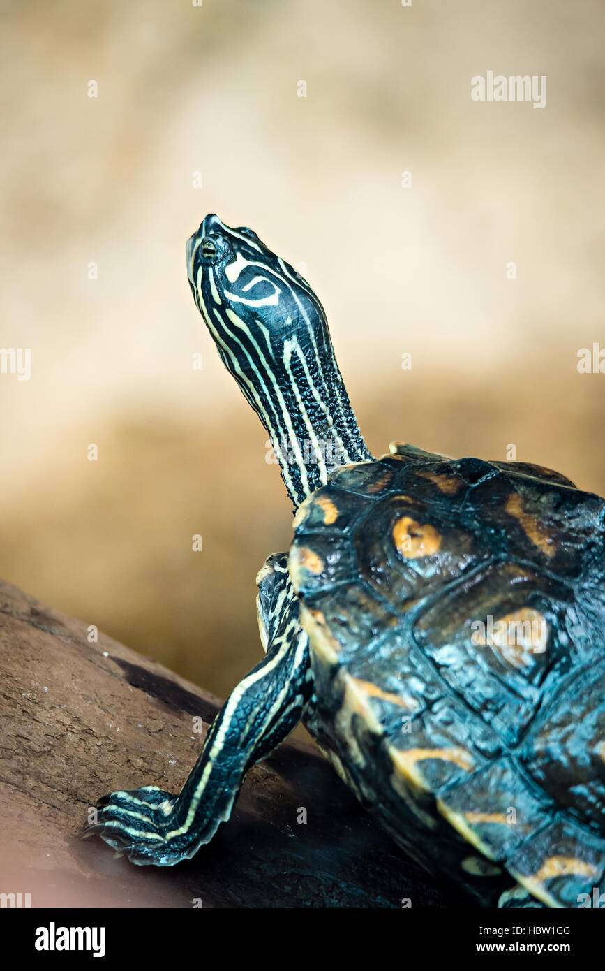 small turtle sun bathing in nature Stock Photo - Alamy