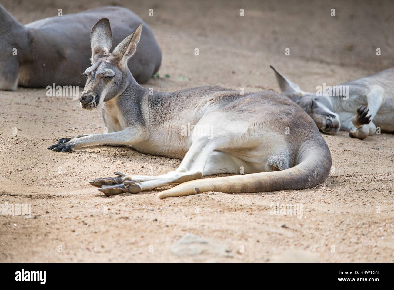 kangaroo relaxing on ground in the sun Stock Photo - Alamy
