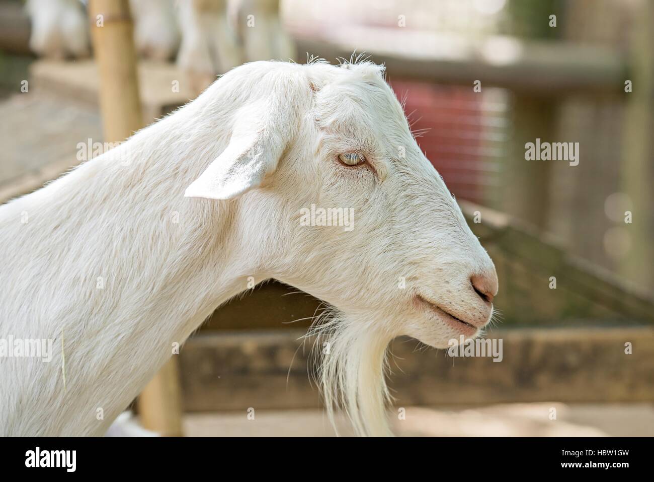 goat posing at a country farm Stock Photo - Alamy