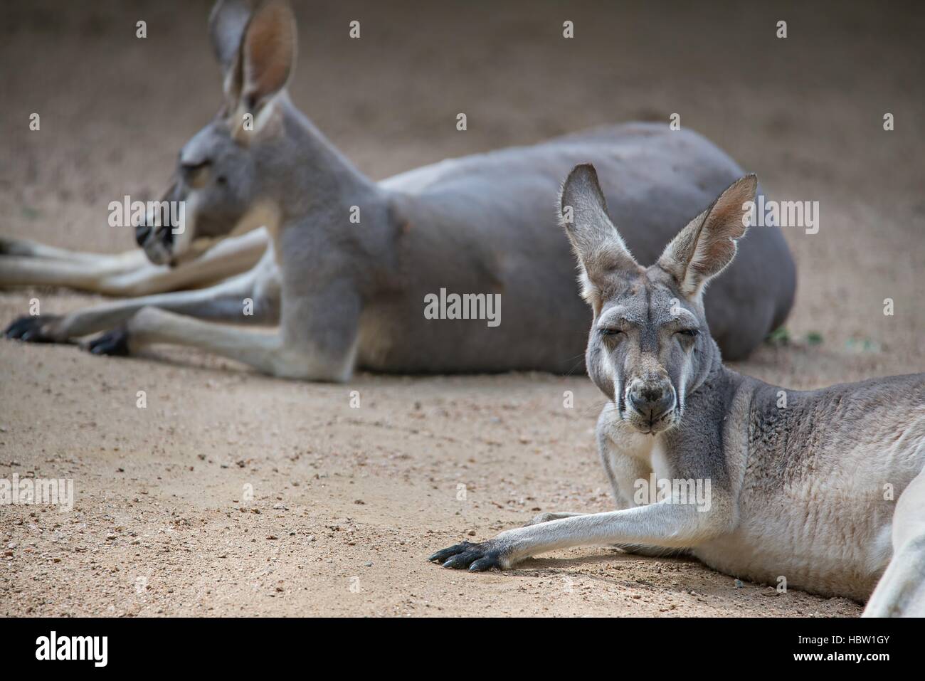 kangaroo relaxing on ground in the sun Stock Photo - Alamy