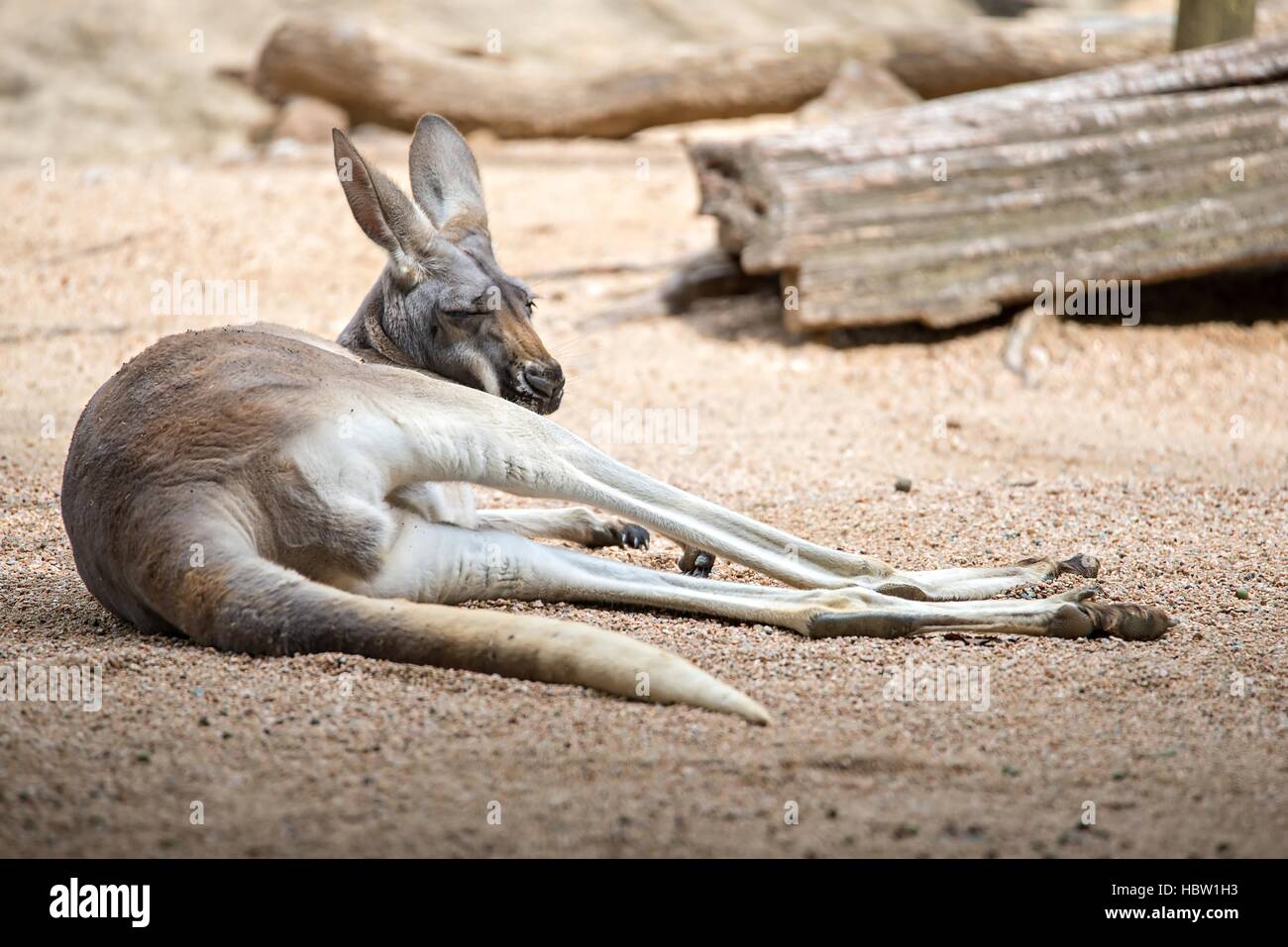 kangaroo relaxing on ground in the sun Stock Photo - Alamy