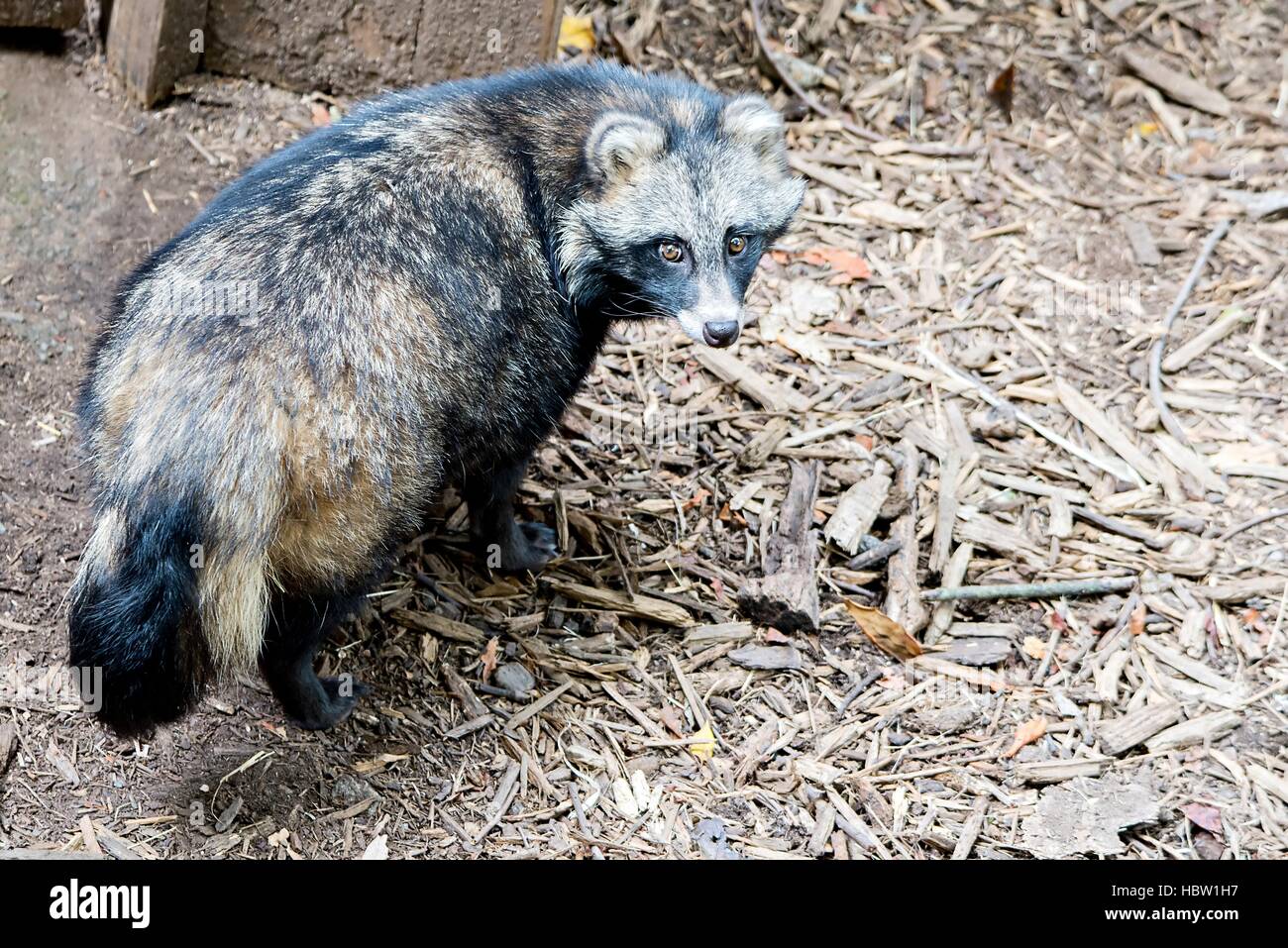 cute racoon dog on ground at zoo Stock Photo - Alamy