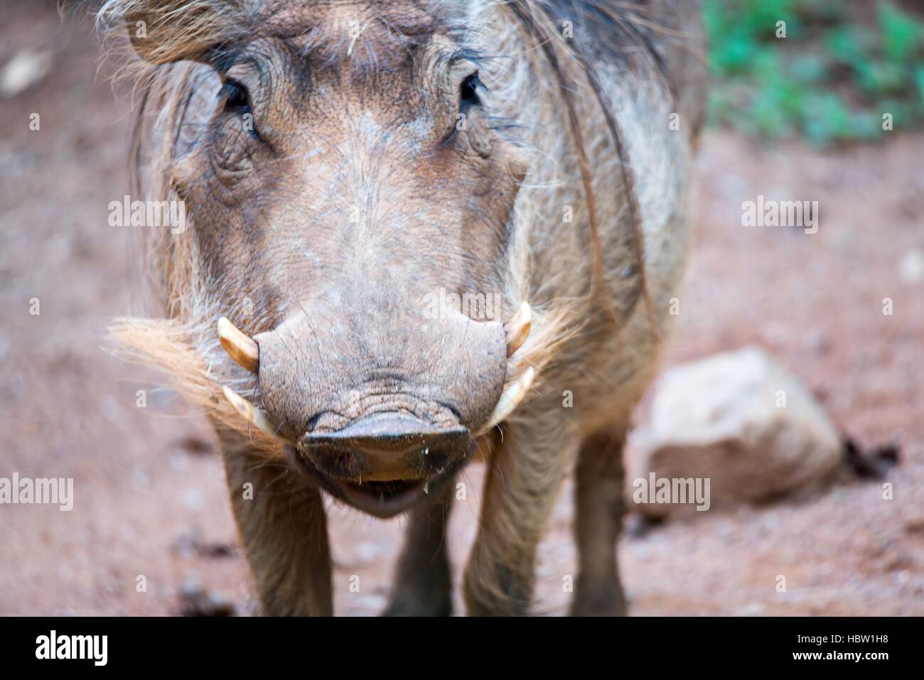 Pig looking at camera hi-res stock photography and images - Alamy