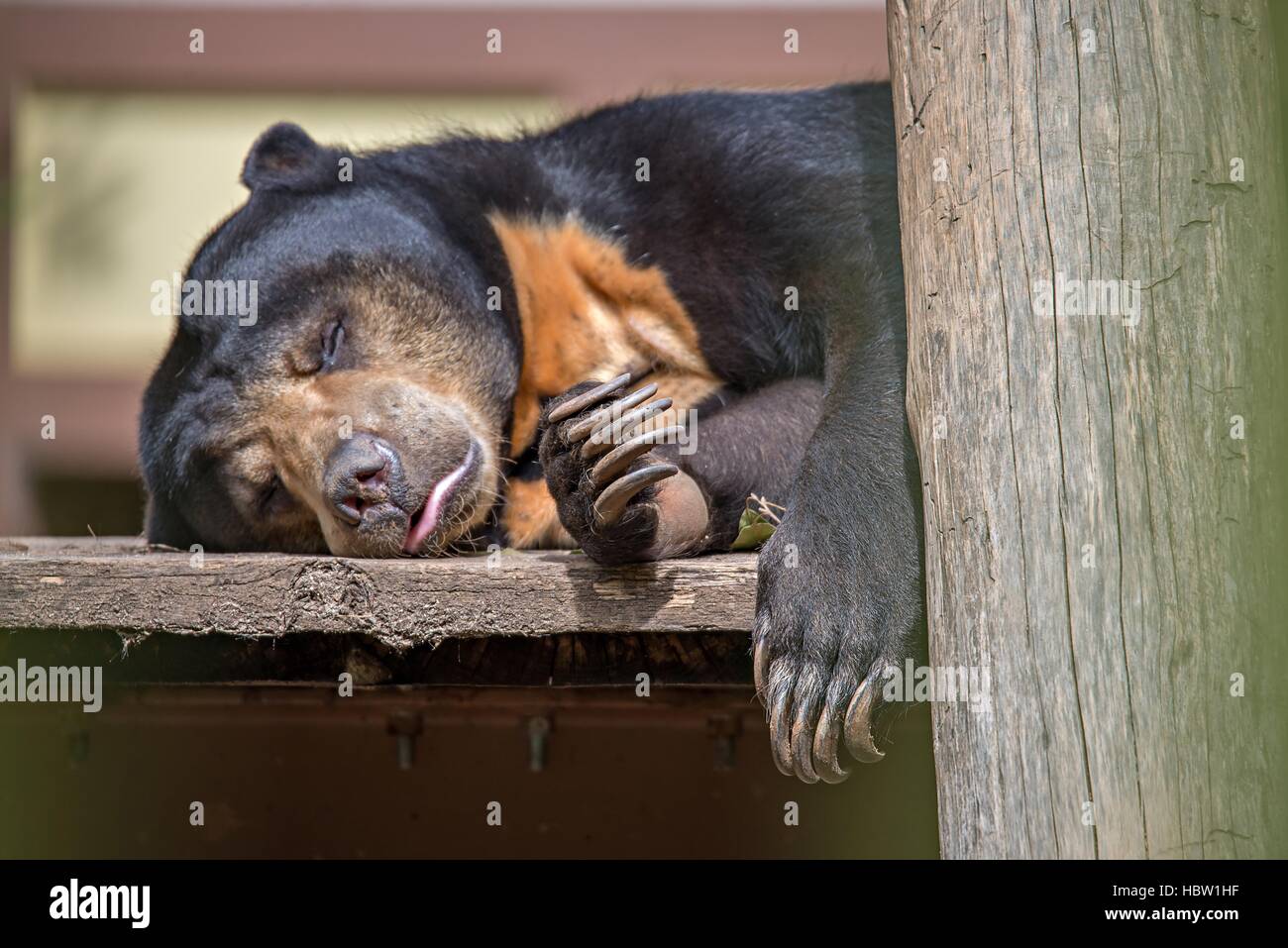 malayan sun bear or honey bearsleeping Stock Photo - Alamy