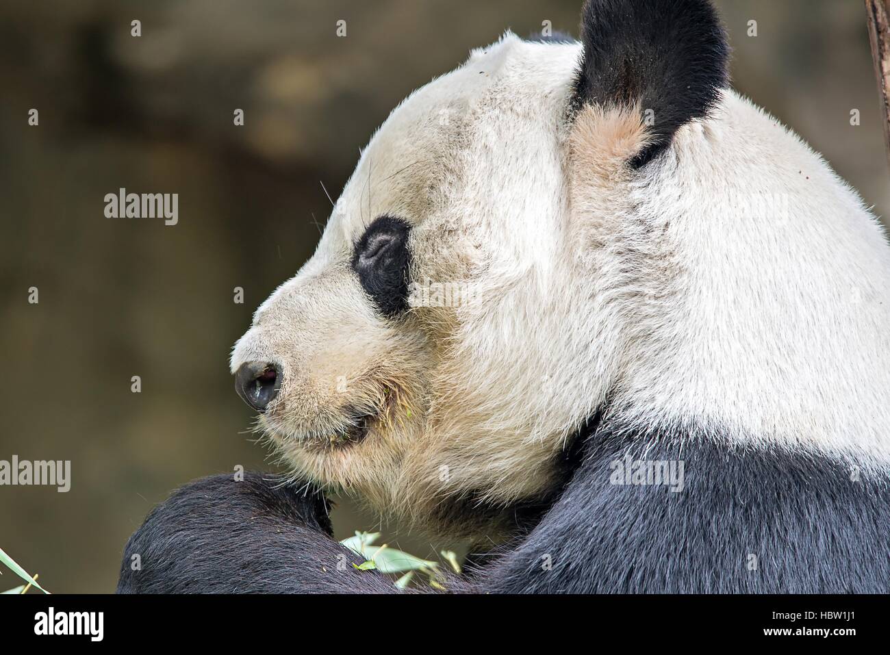 giant panda eating green bamboo Stock Photo - Alamy