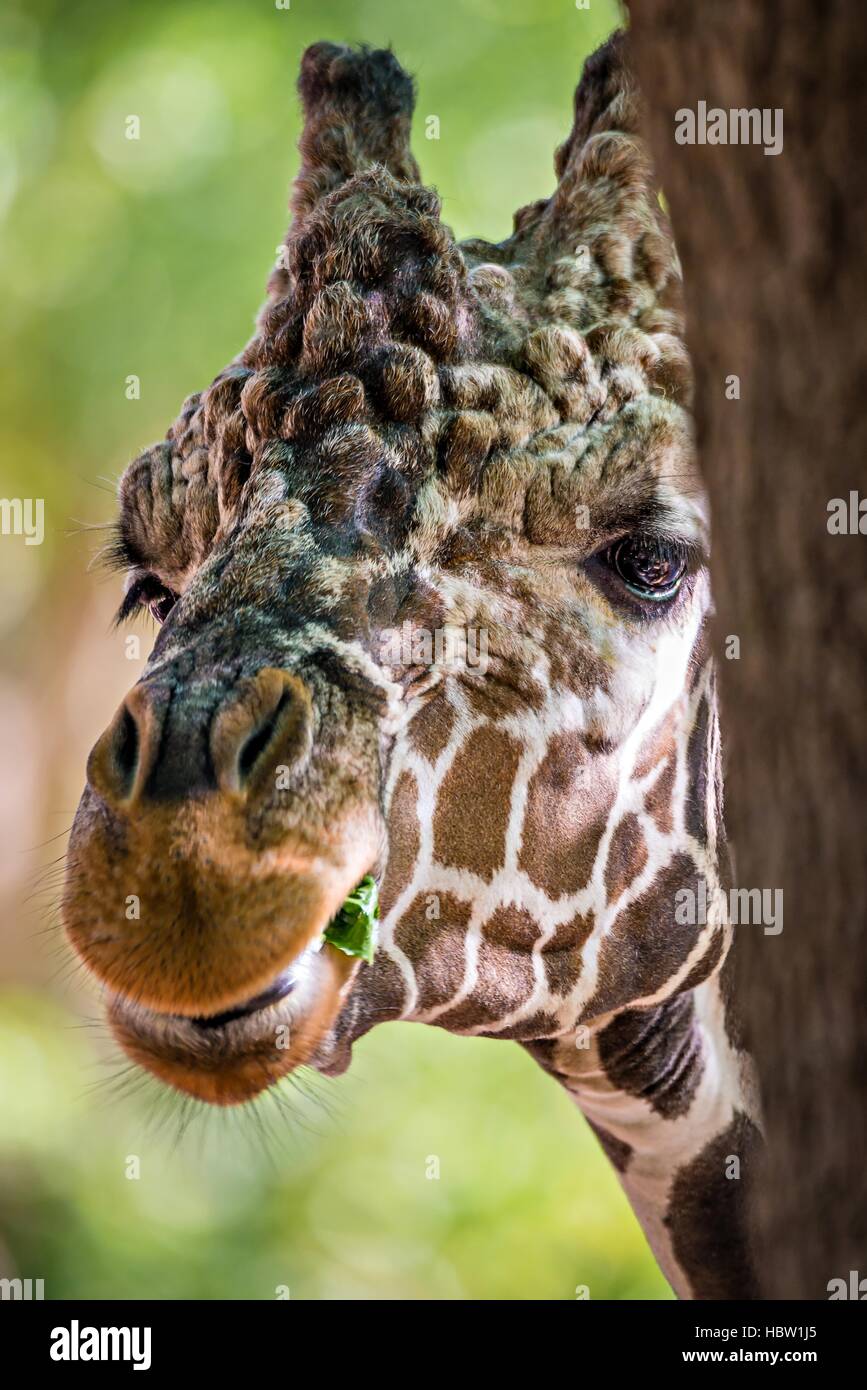 giraffe feeding on green leaves of lettuce Stock Photo - Alamy