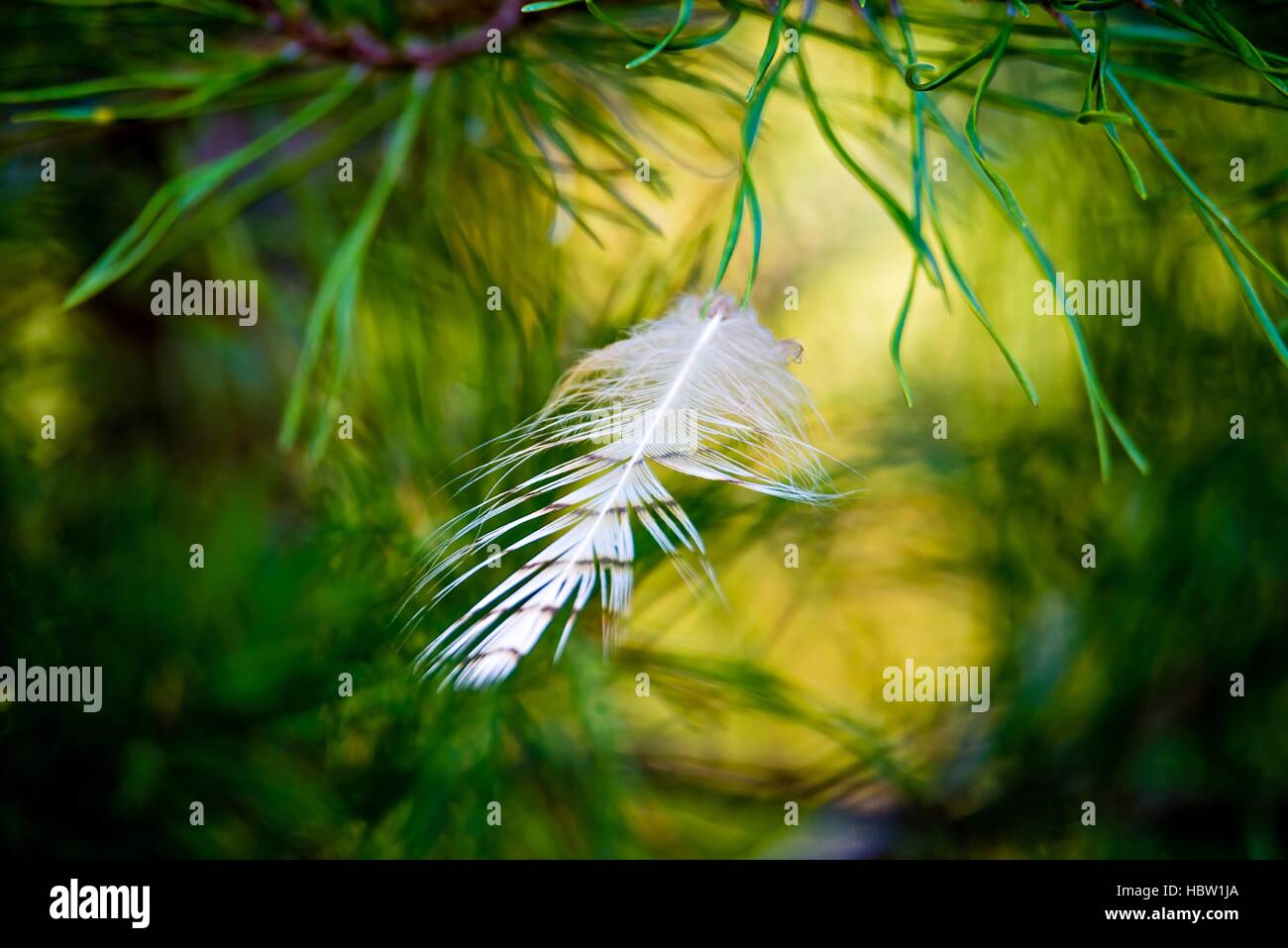 spruce pine branch with trapped feather Stock Photo - Alamy