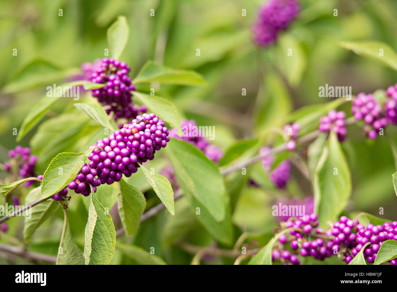 Native florida tree hi-res stock photography and images - Alamy