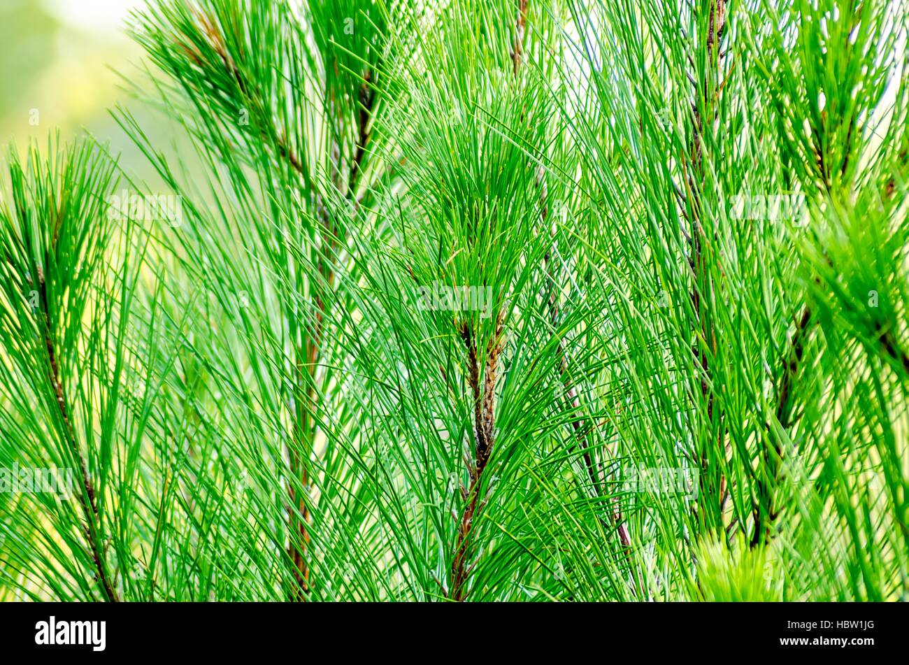 Pine tree on sunny hi-res stock photography and images - Alamy
