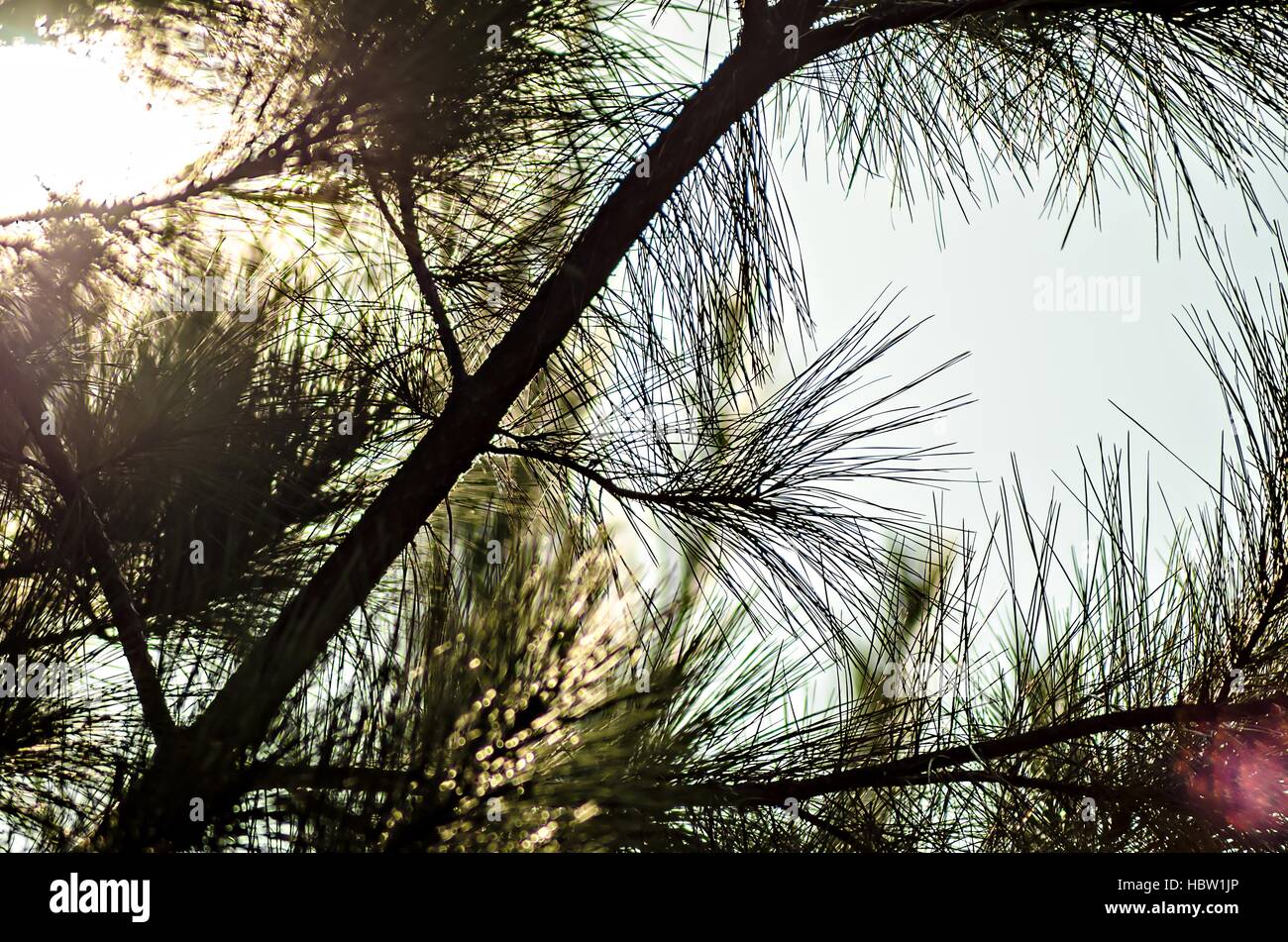 Pine tree on sunny hi-res stock photography and images - Alamy