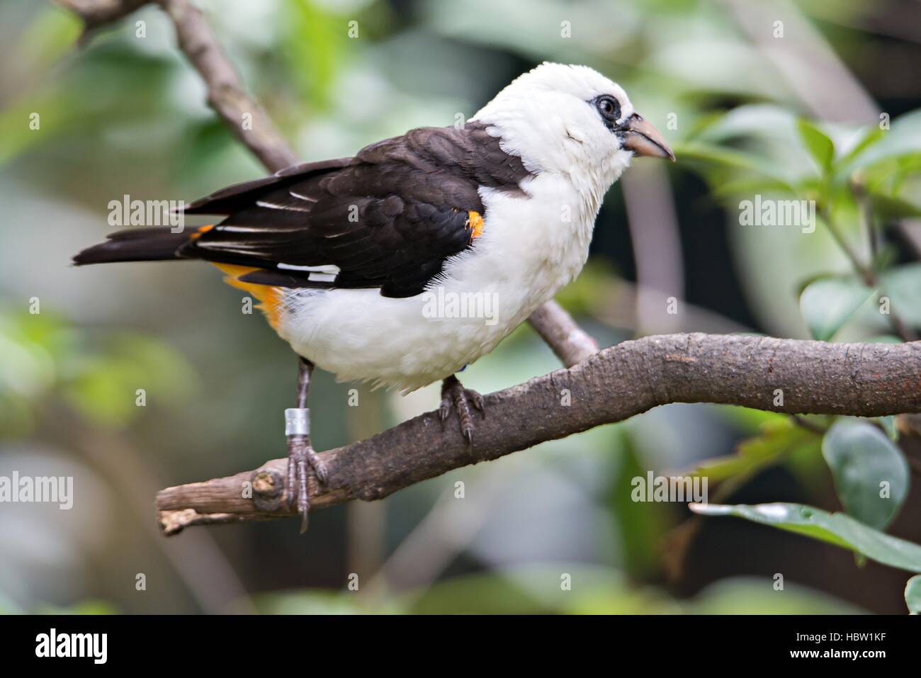 Feet on tree High Resolution Stock Photography and Images - Alamy