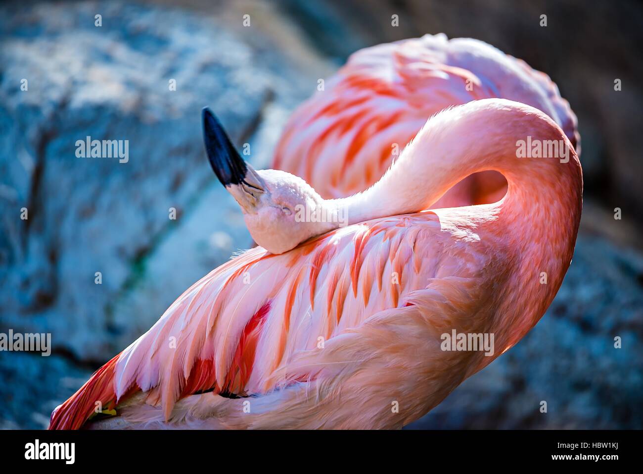 pink flamingo bird bathing in the sun Stock Photo - Alamy