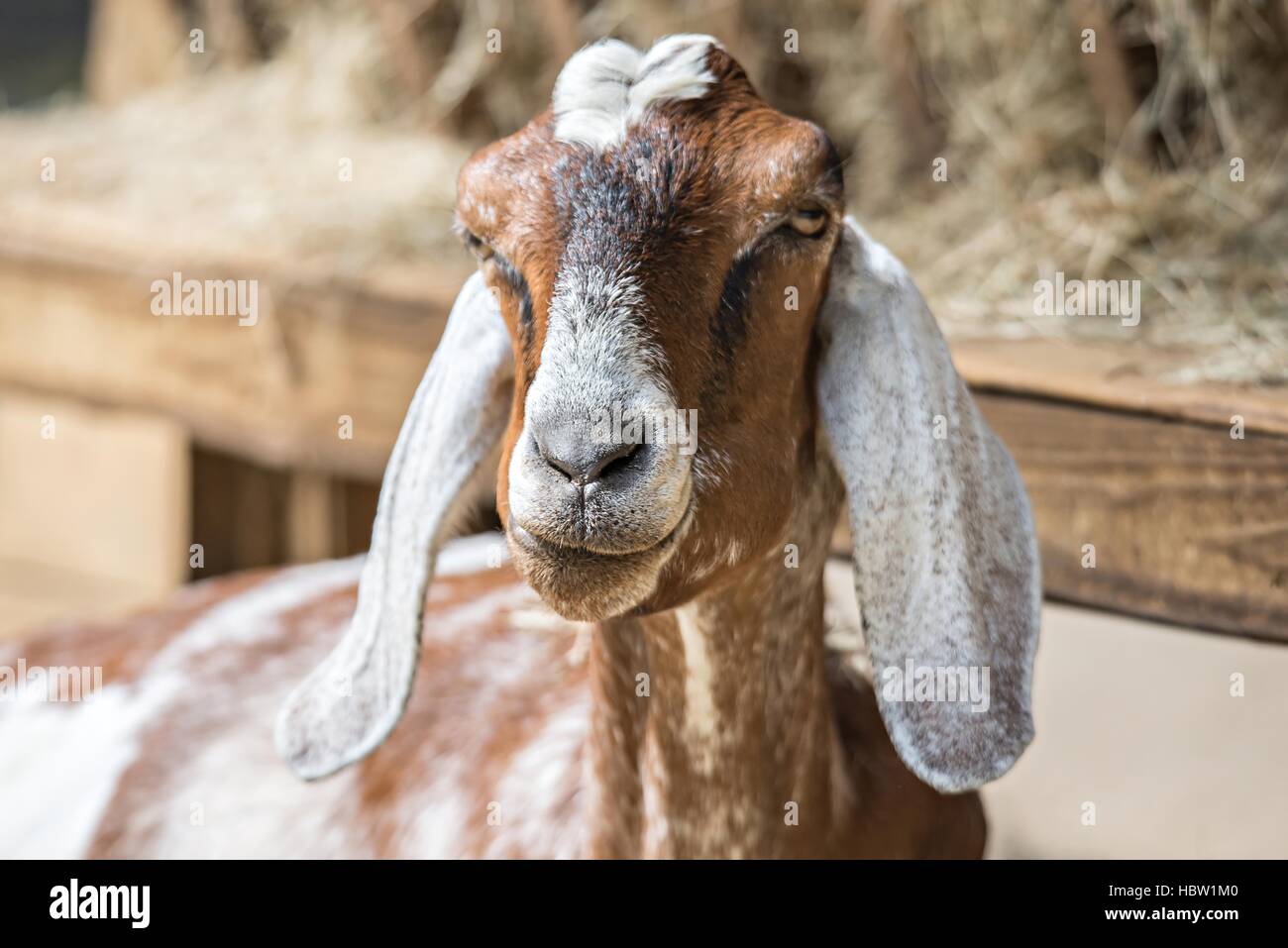 goat posing at a country farm Stock Photo - Alamy