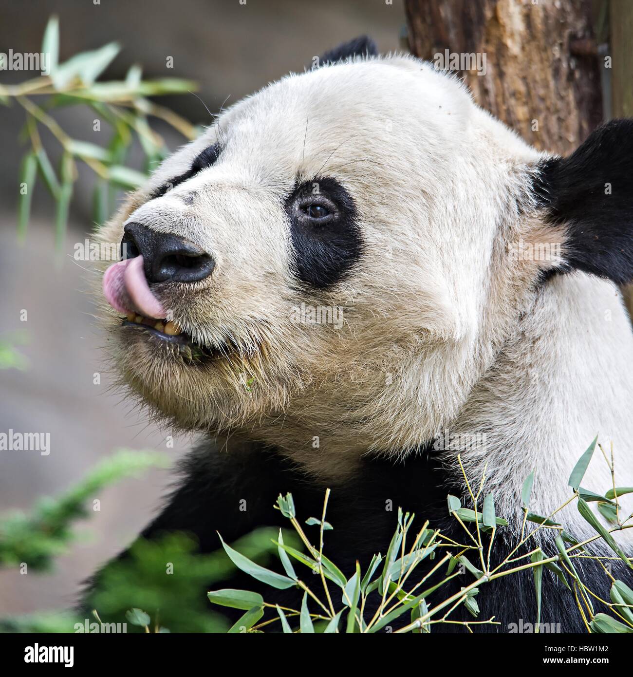 giant panda eating green bamboo Stock Photo - Alamy