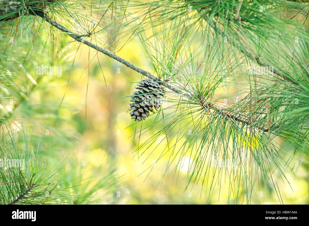 Pine spruce hi-res stock photography and images - Alamy