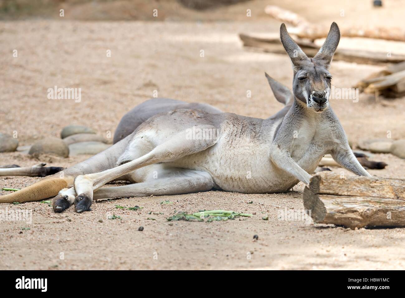 kangaroo relaxing on ground in the sun Stock Photo - Alamy