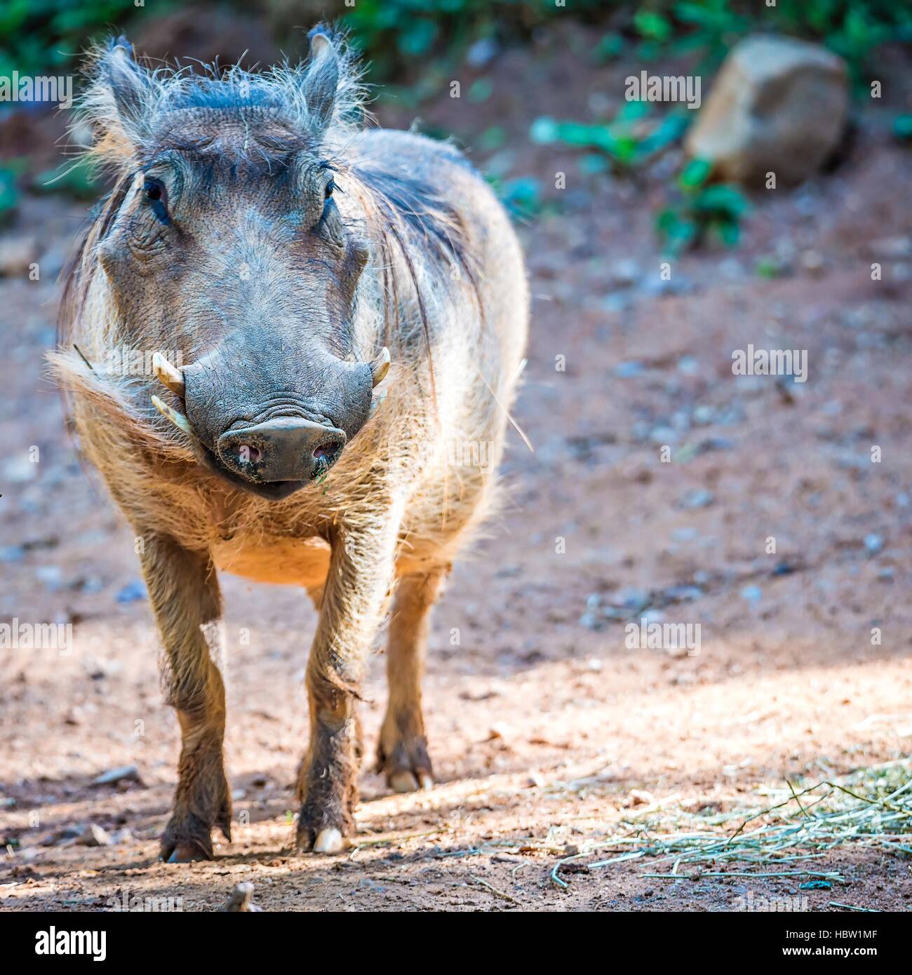 wart hog portrait looking straight at camera Stock Photo - Alamy