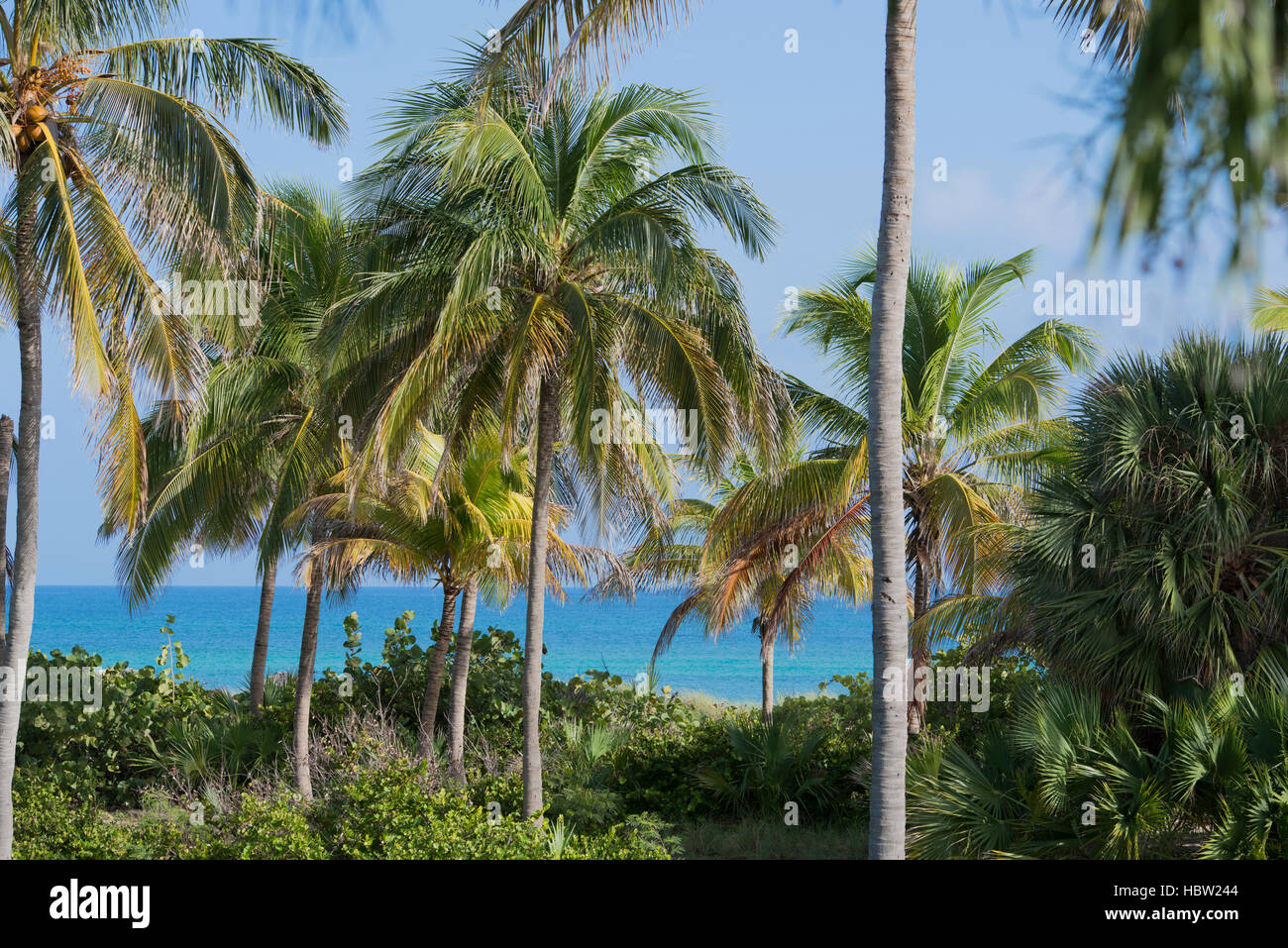 Cuba royal palm tree hi-res stock photography and images - Alamy