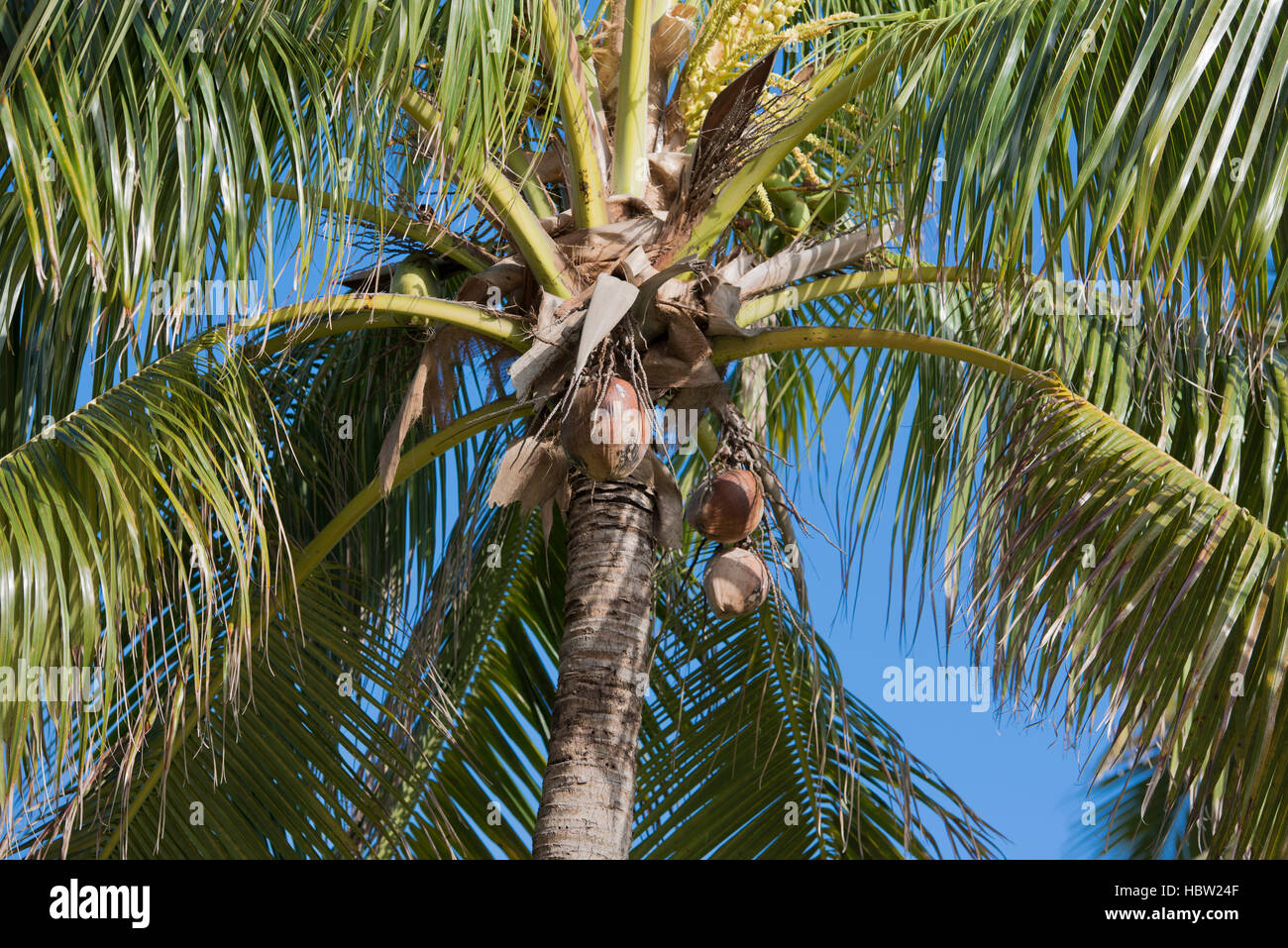 Royal Palm on Cuba Varadero Stock Photo - Alamy