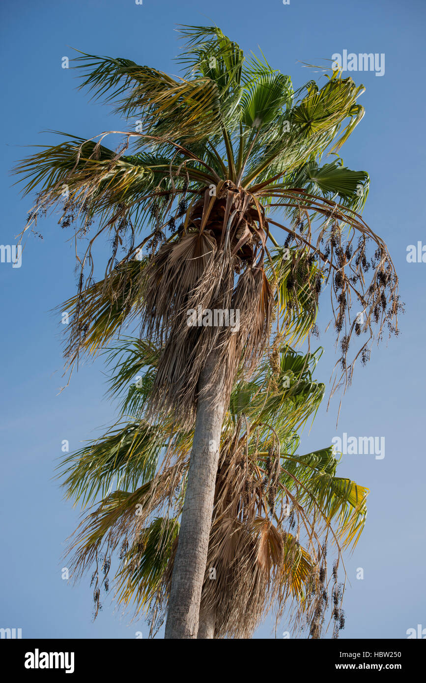 Royal palm roystonea regia hi-res stock photography and images - Alamy