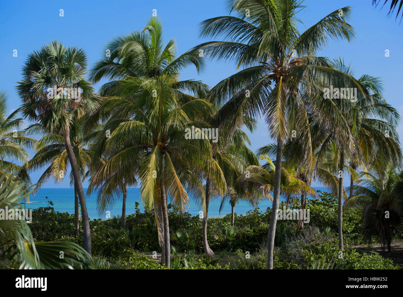 Royal palm cuba hi-res stock photography and images - Alamy
