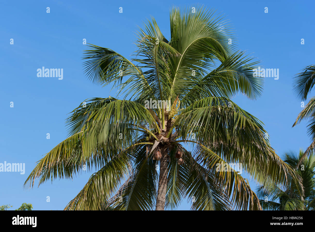 Caribbean royal palm tree hi-res stock photography and images - Alamy