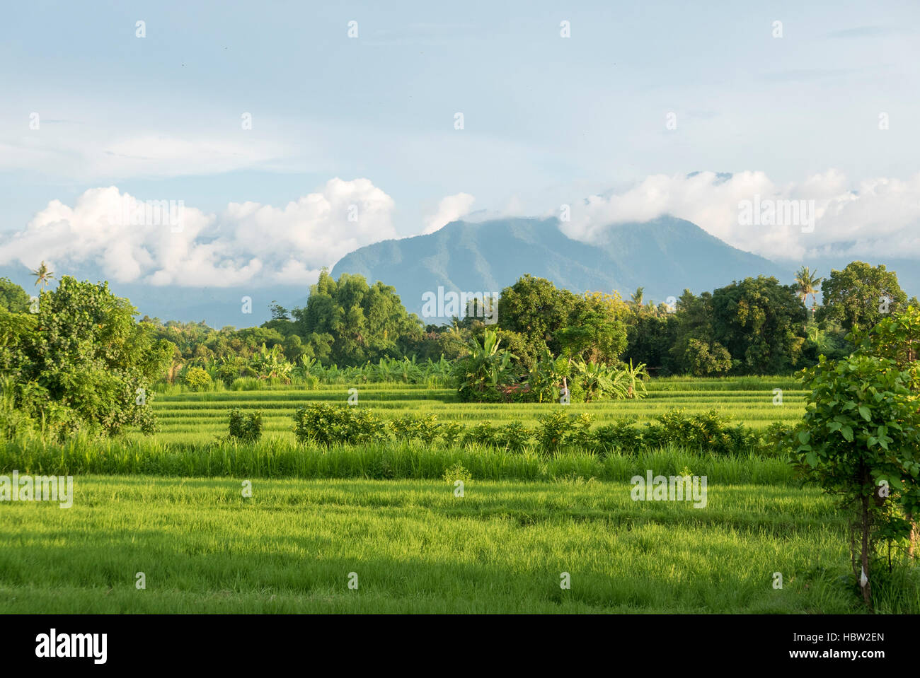 Green rice fields in Lovina on Bali island with volcano, Indonesia ...