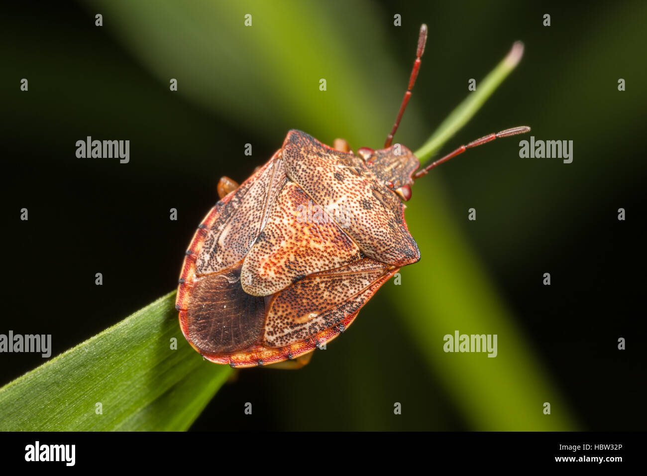Dendrocoris humeralis hi-res stock photography and images - Alamy