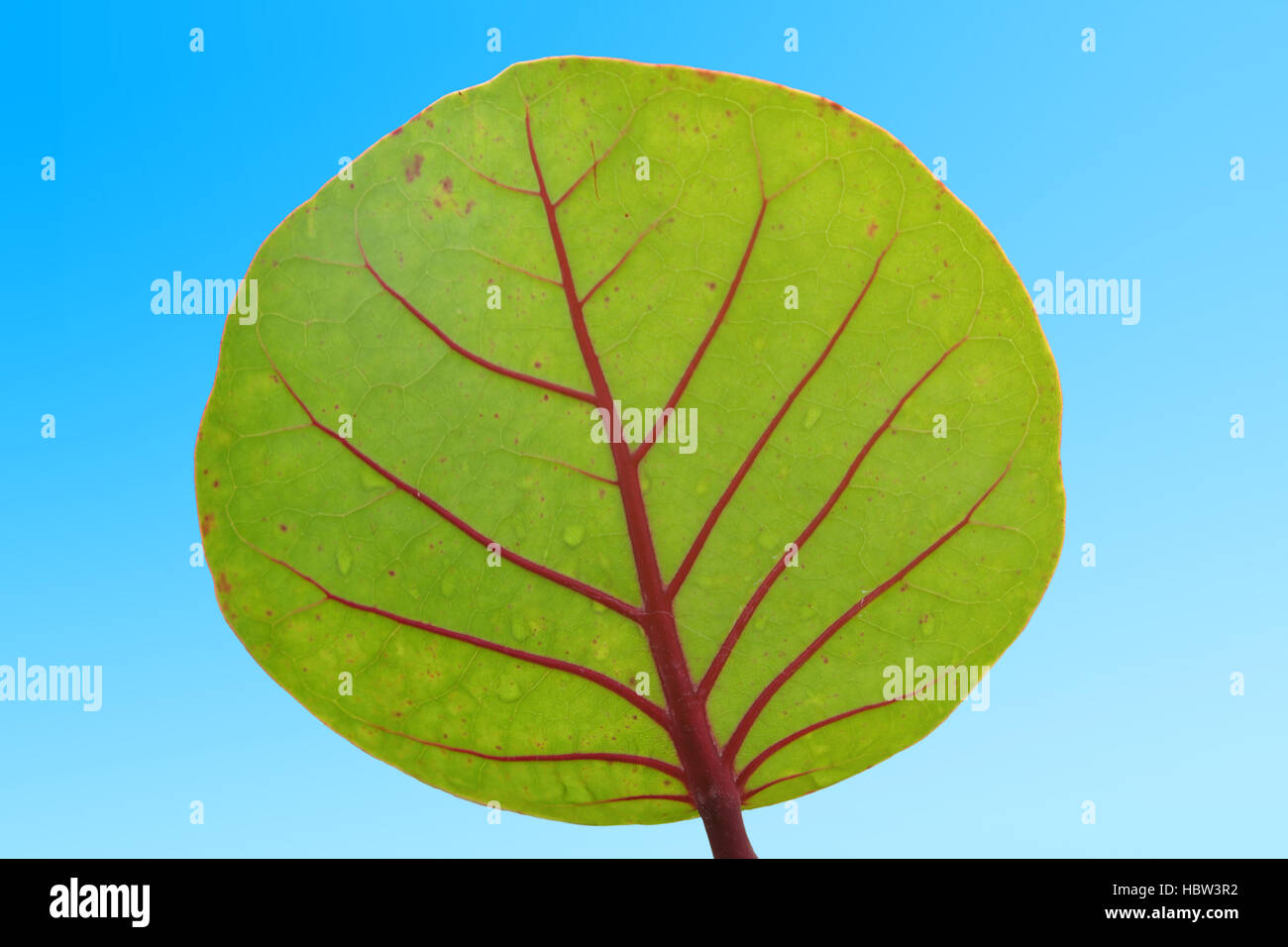 Green leaf with red stem - plant leaf Stock Photo - Alamy