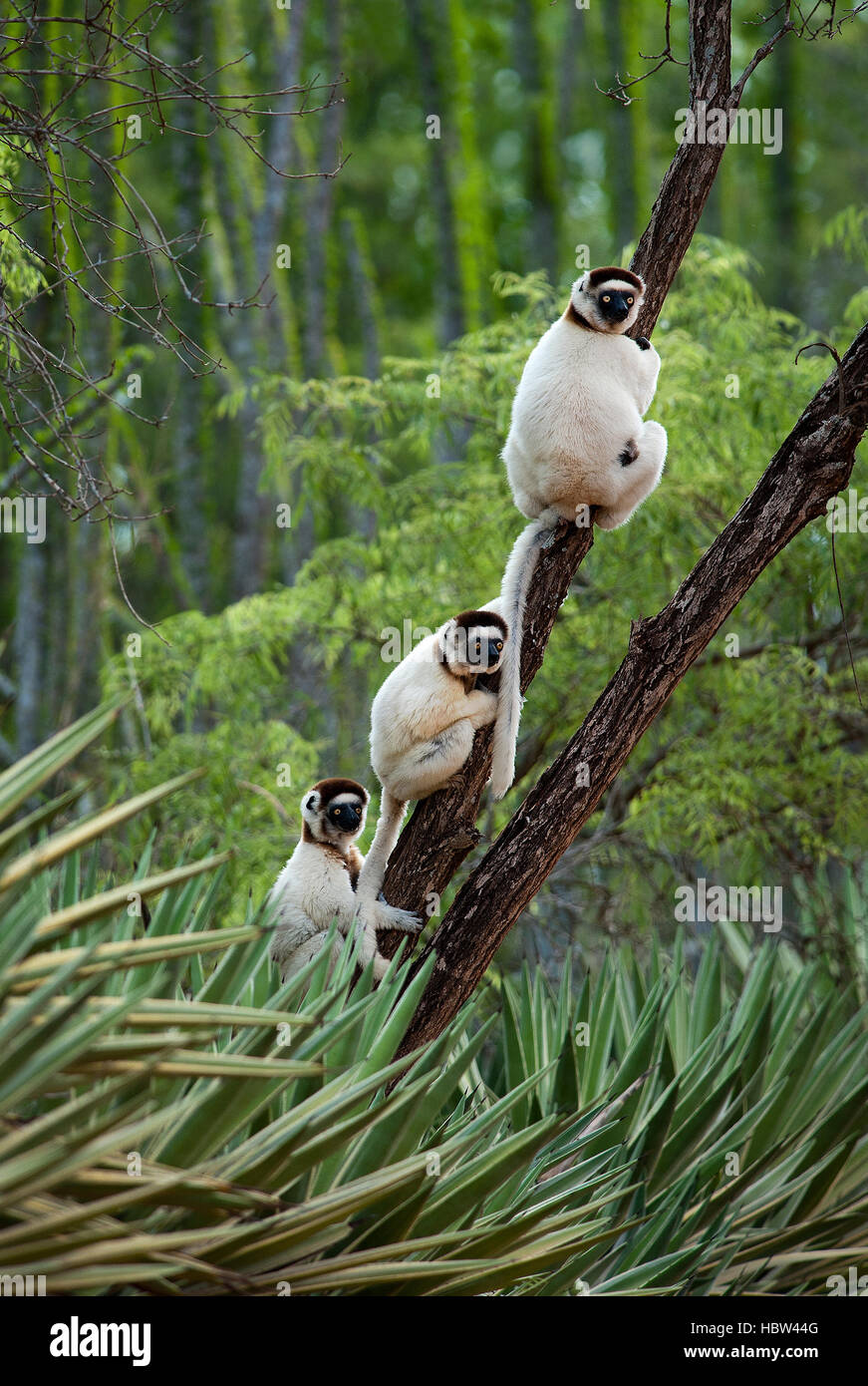 Verreaux's Dancing Sifaka (Propithecus verreauxi) in Spiny Forest Stock ...