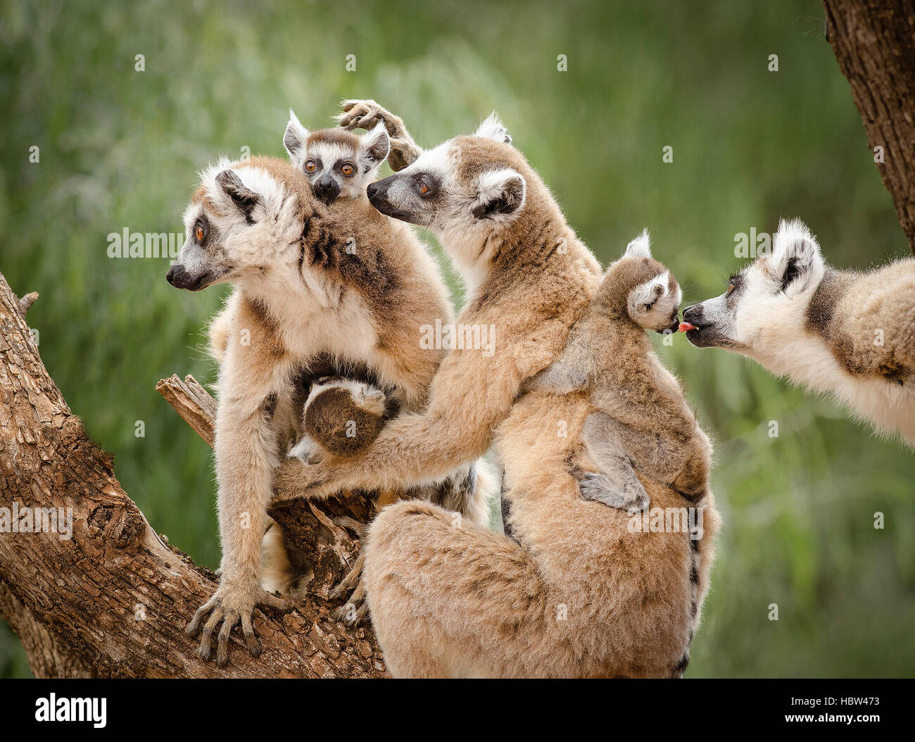 Ring-tailed lemur (Lemur catta) family Stock Photo - Alamy
