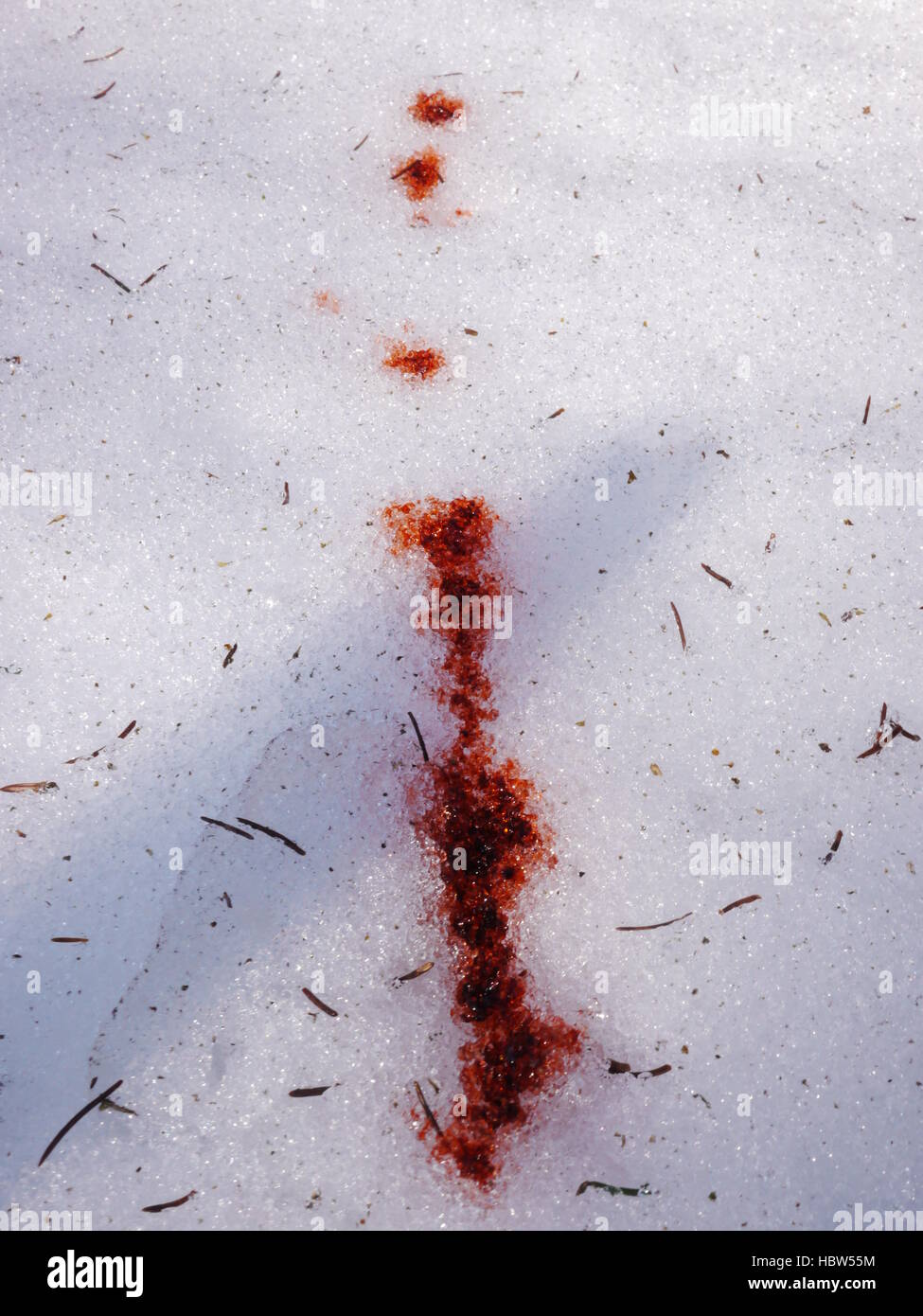 Blood on snow hi-res stock photography and images - Alamy