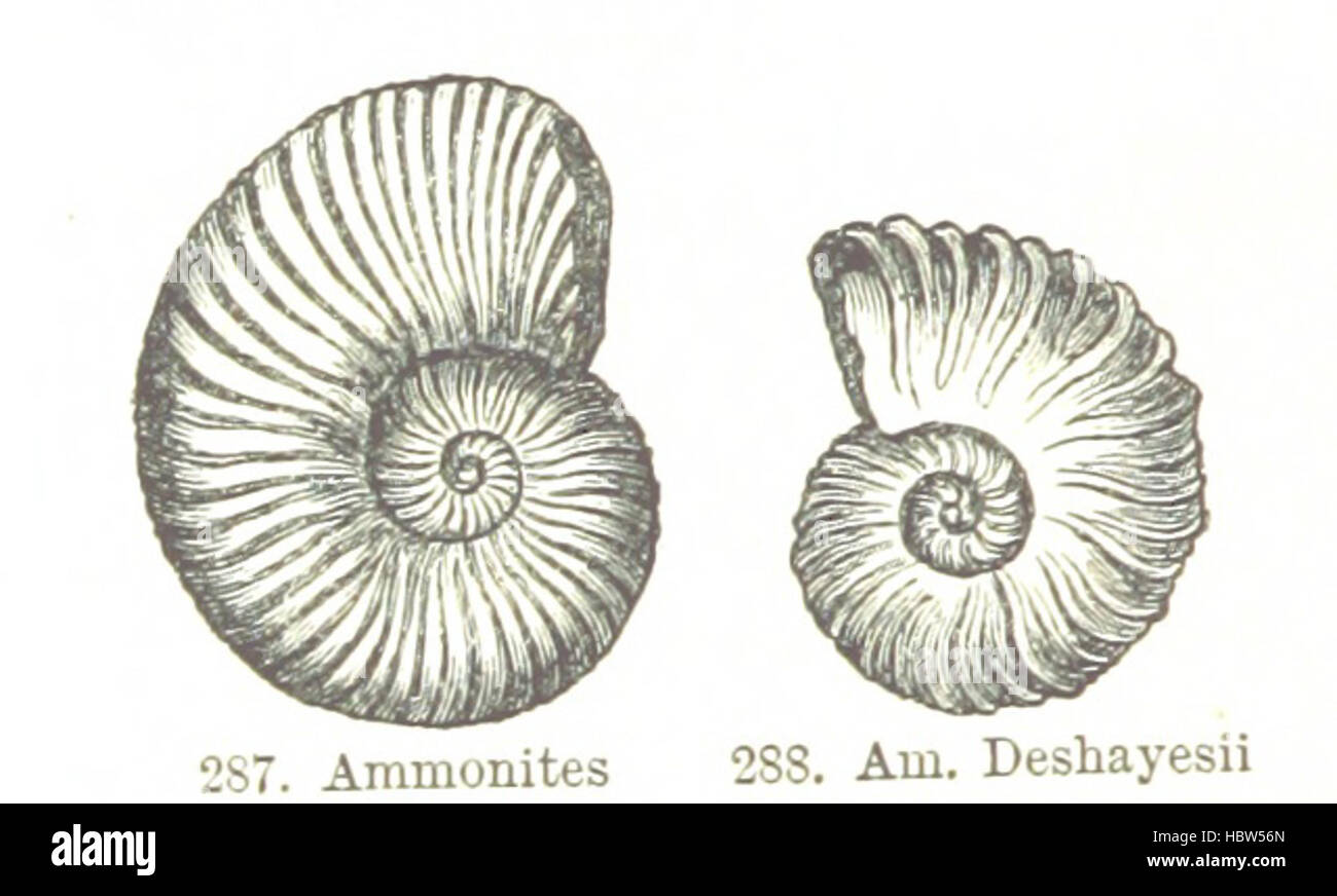 Fossil shell bed Cut Out Stock Images & Pictures - Alamy