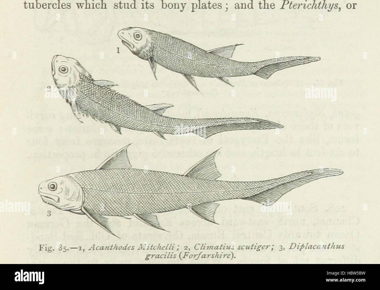 1888 fish imagesfrombook hi-res stock photography and images - Alamy