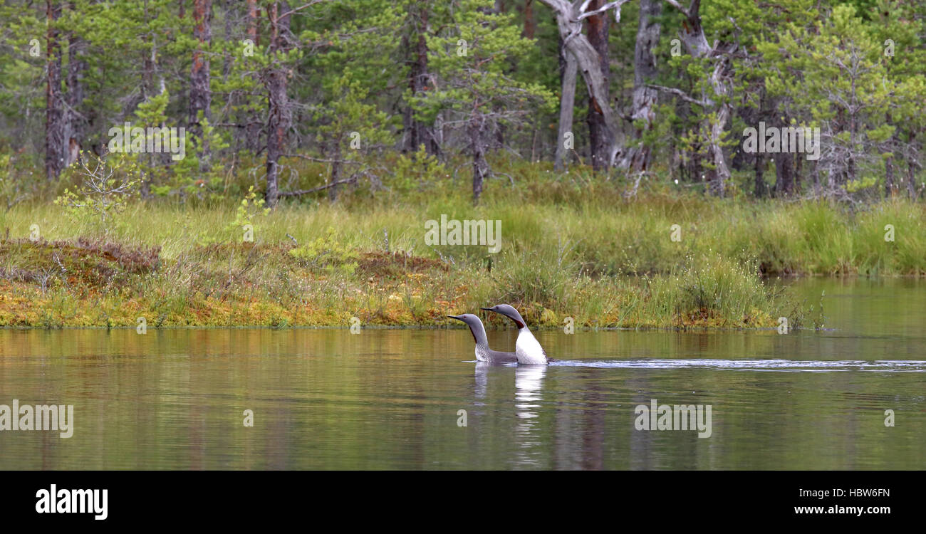 Mating loons hi-res stock photography and images - Alamy