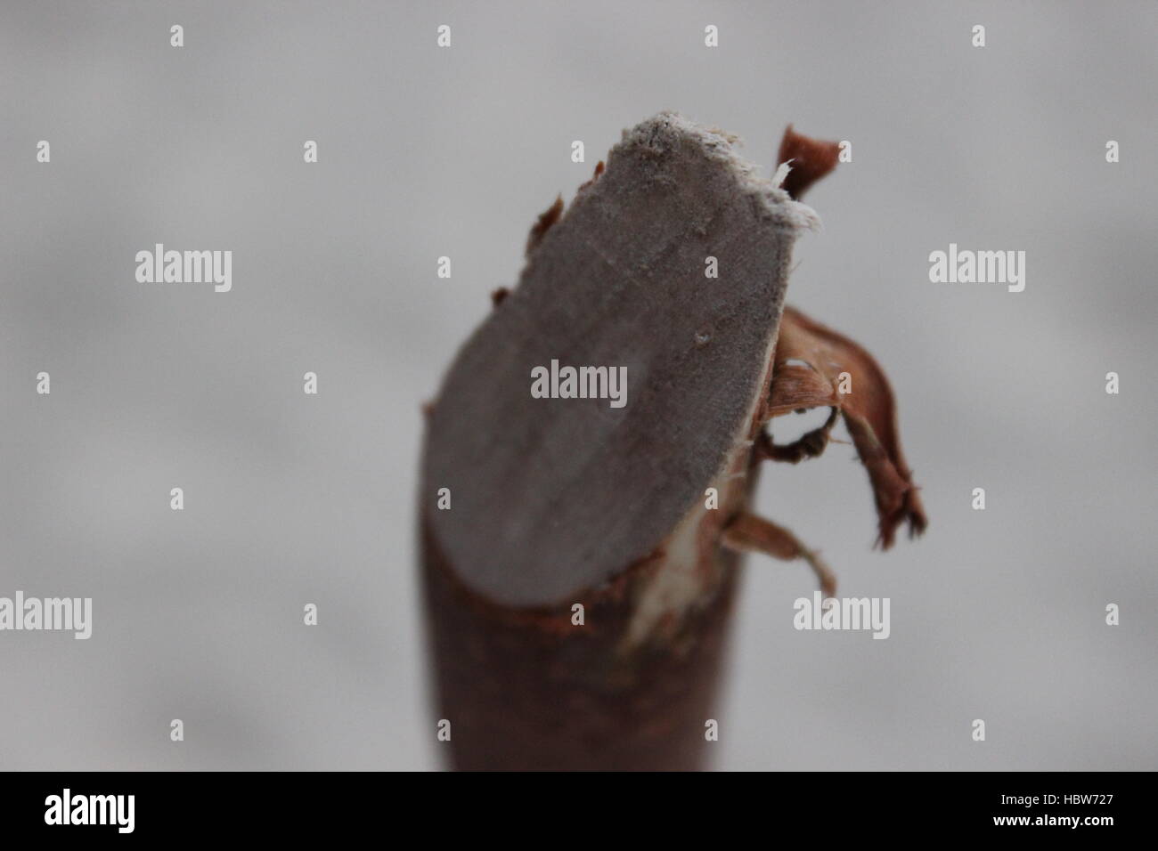 Closeup close up branch hi-res stock photography and images - Alamy