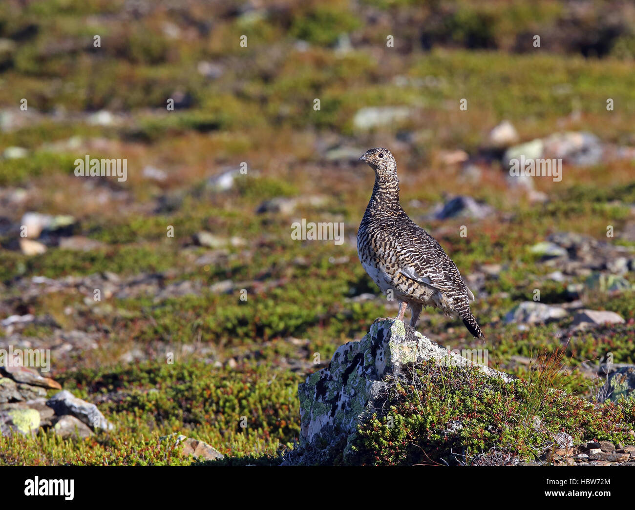 Rock ptarmigan, Lagopus muta, female on tundra Stock Photo - Alamy