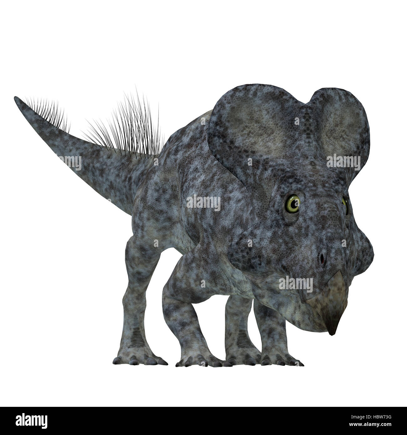 Ceratopsian dinosaur hi-res stock photography and images - Alamy