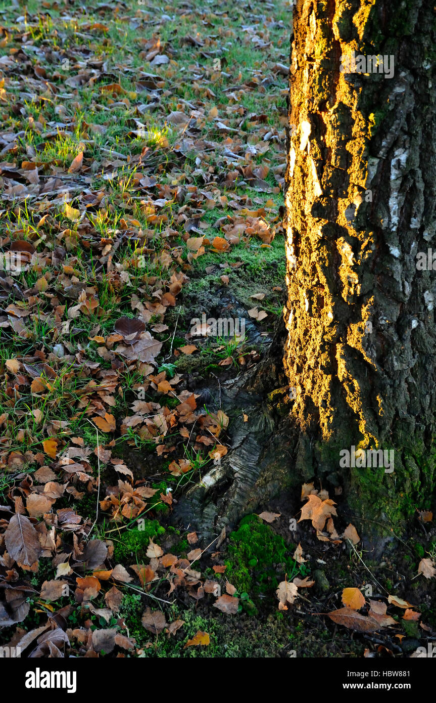 sunlight on tree trunk Stock Photo - Alamy