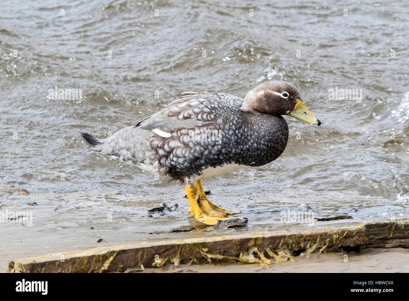 Falkland islands flightless steamer duck (Tachyeres brachypterus) adult ...