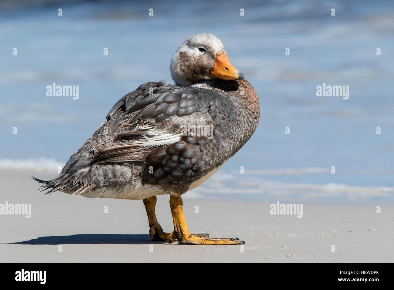 Falkland islands flightless steamer duck (Tachyeres brachypterus) adult ...